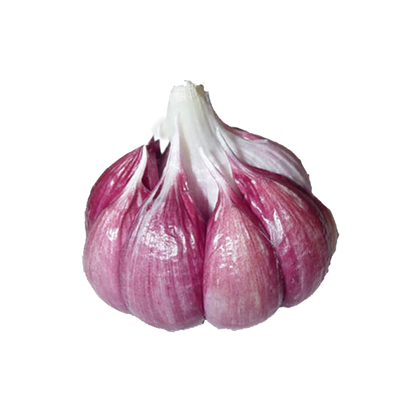 El ajo: Allium sativum | Jose Bernad